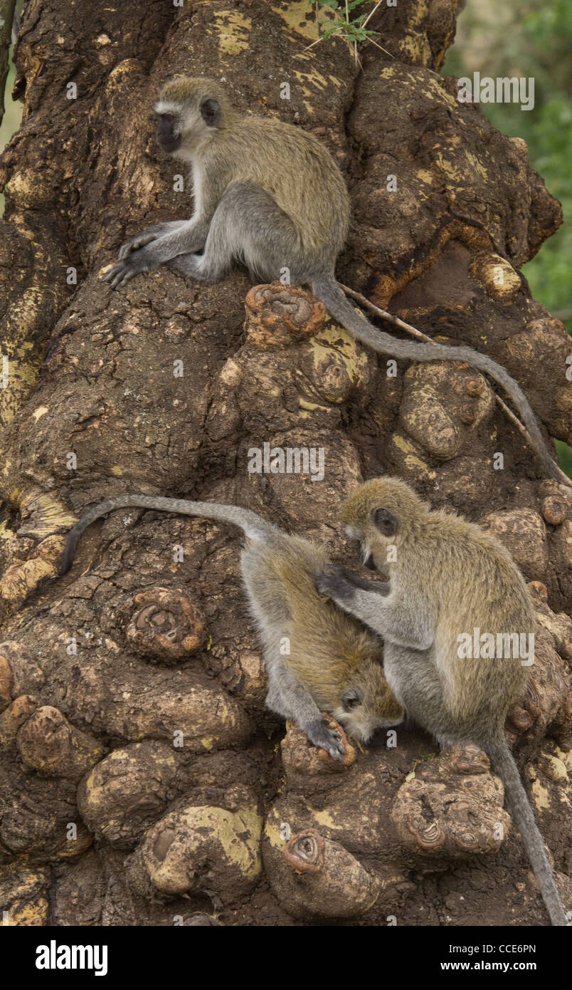 Africa Tanzania Ngorongoro Crater-Vervet monkeys in Yellow-barked ...