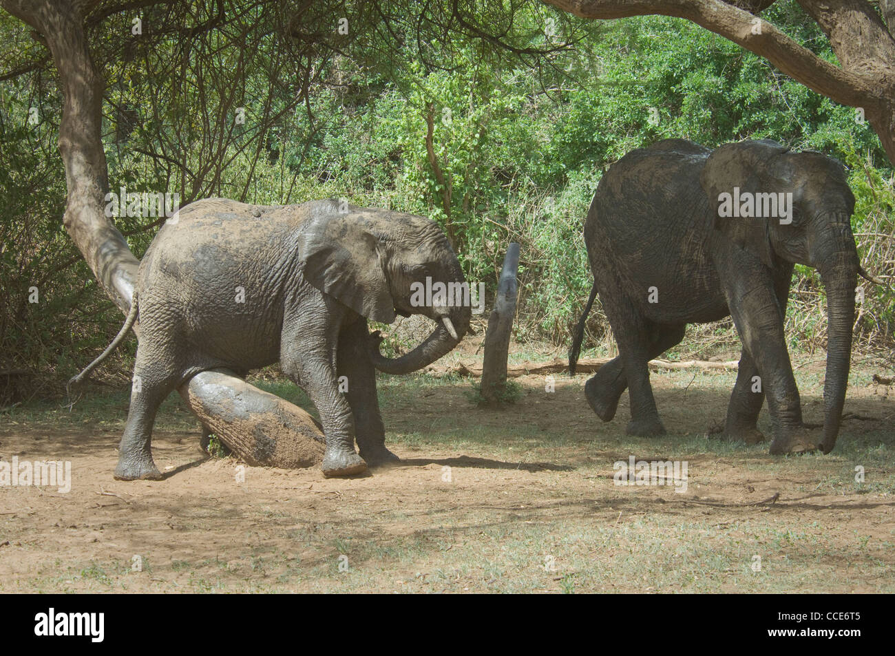 Elephants scratching each other hi-res stock photography and images - Alamy