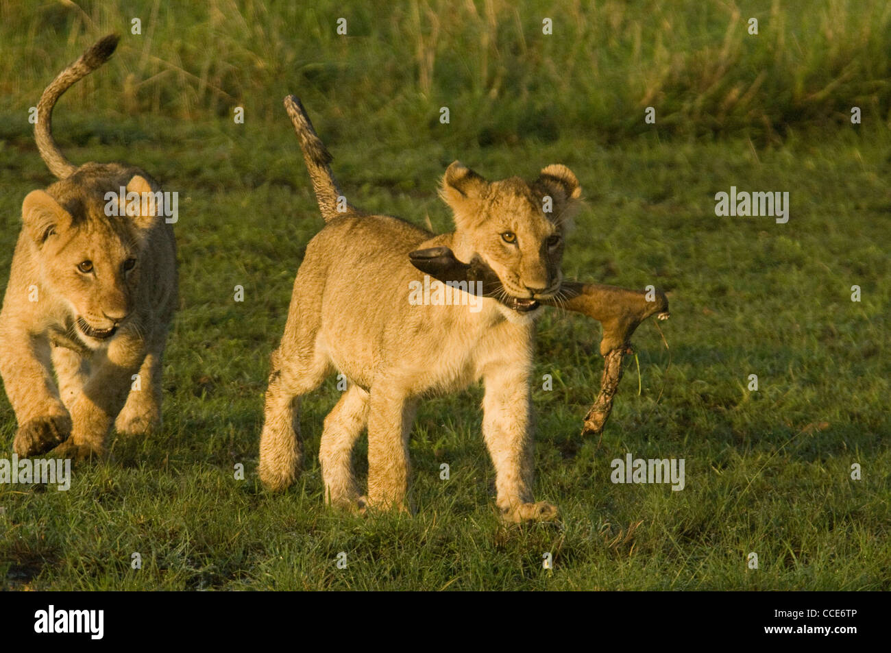 Lion chasing prey hi-res stock photography and images - Alamy
