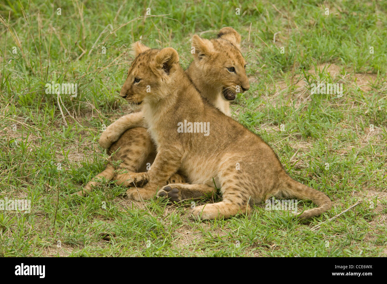 Africa Kenya Masai Mara National Reserve-Two lions cubs together (Panthera leo Stock Photo - Alamy