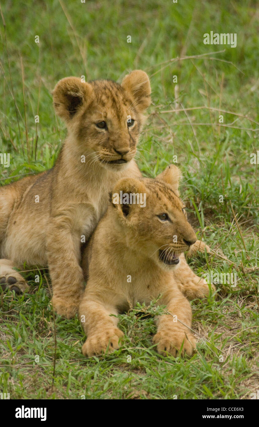 Africa Kenya Masai Mara National Reserve-Two lions cubs together ...