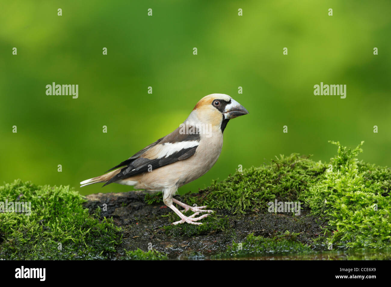 Hawfinch female hi-res stock photography and images - Alamy