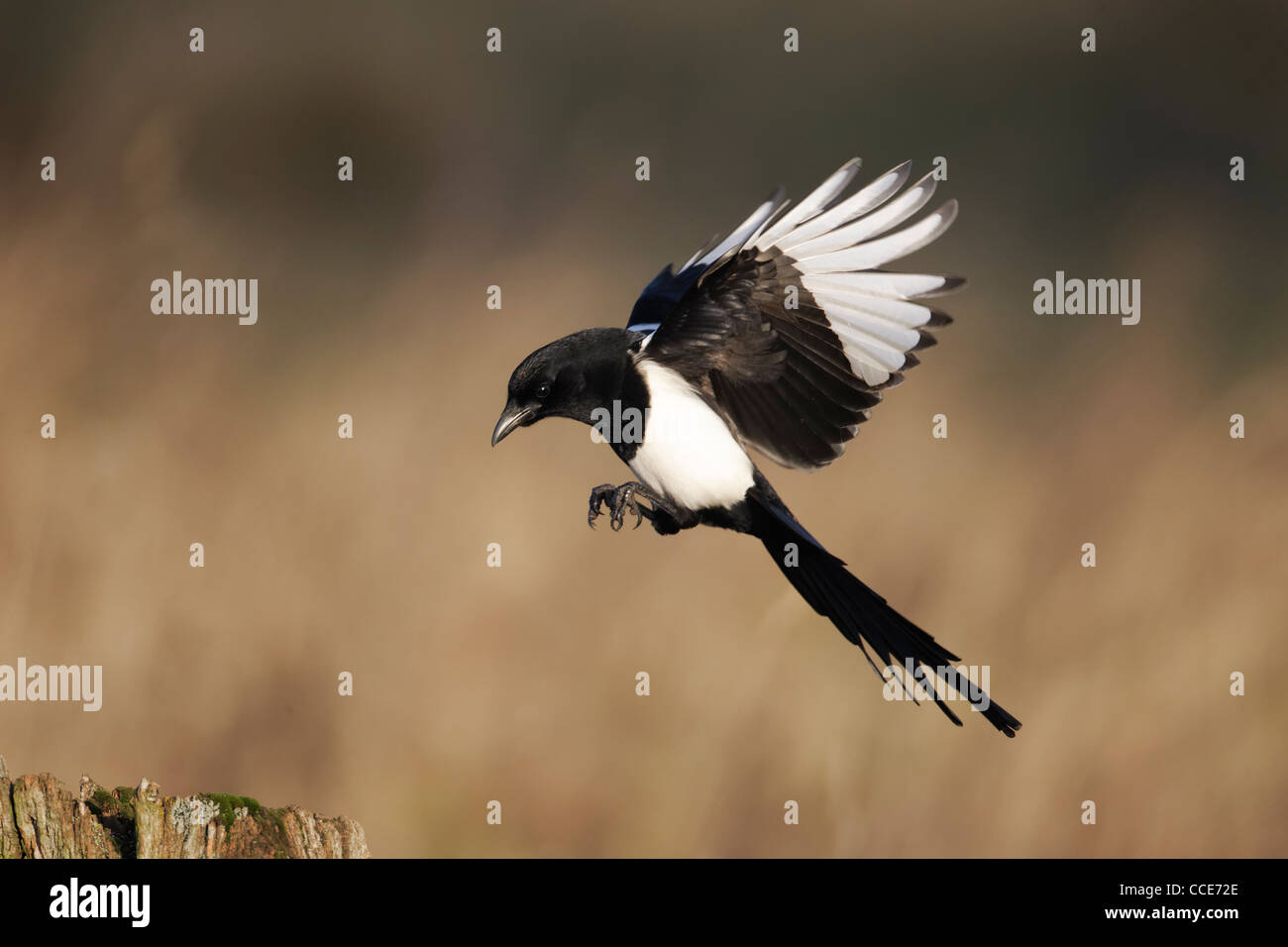 Magpie Flying