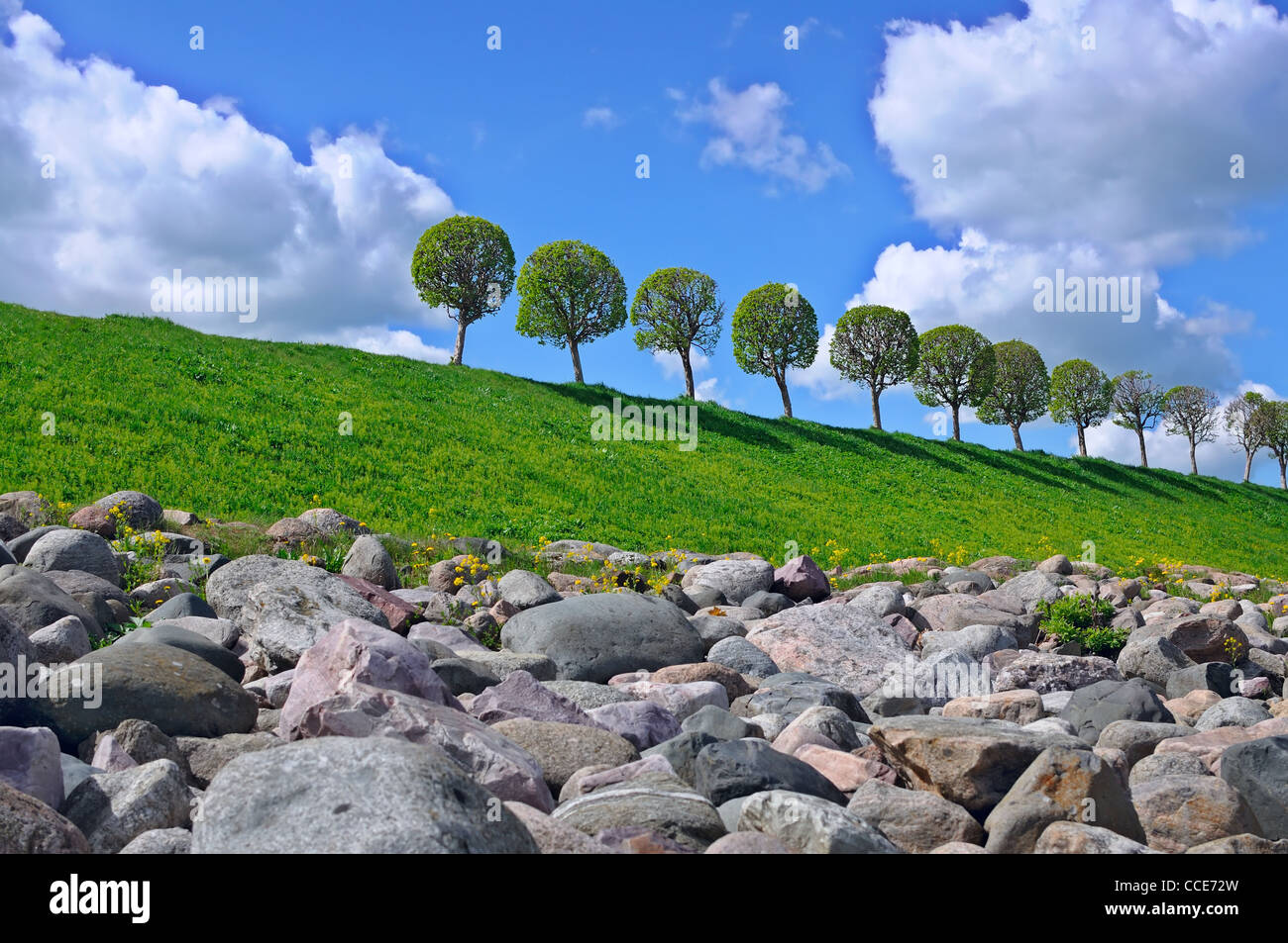 Row of the trees - beautiful summer background Stock Photo - Alamy