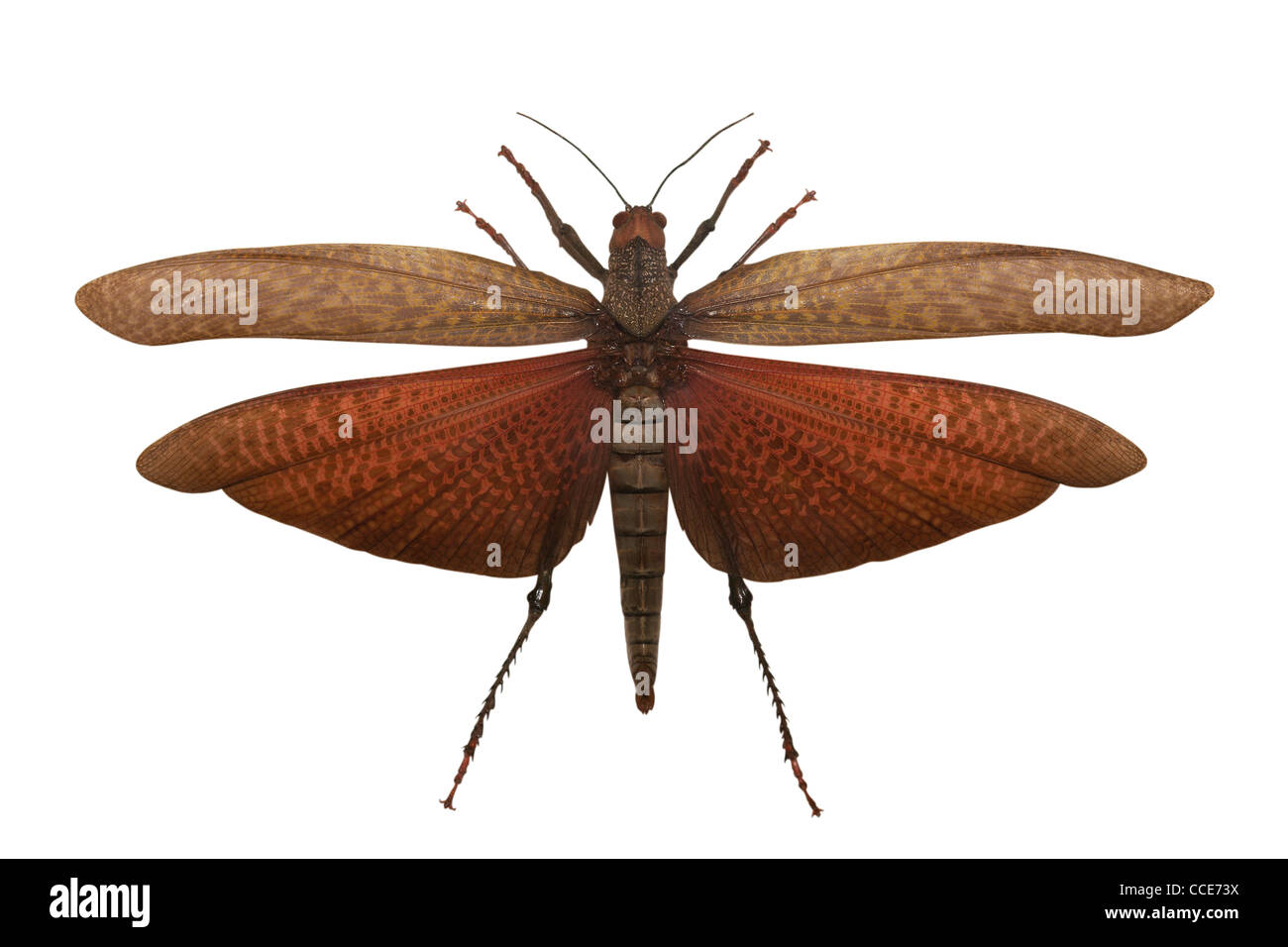 Flying locust hi-res stock photography and images - Alamy