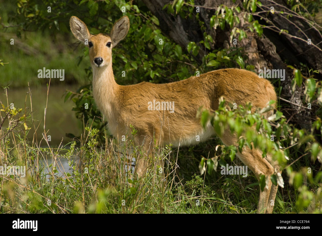 Reedbuck Kenya High Resolution Stock Photography and Images - Alamy