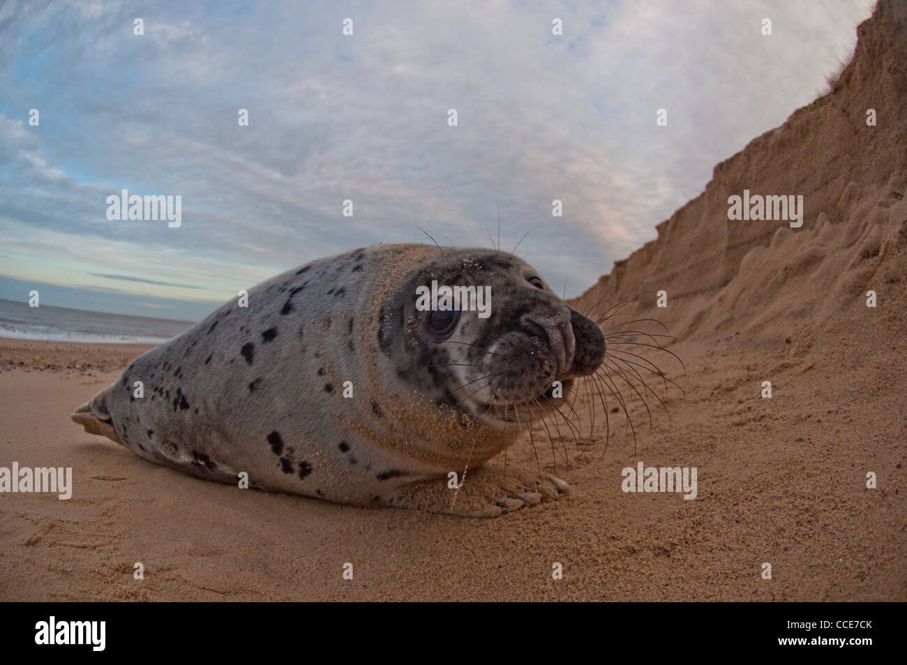 Wide angle of a Sea pup Stock Photo - Alamy