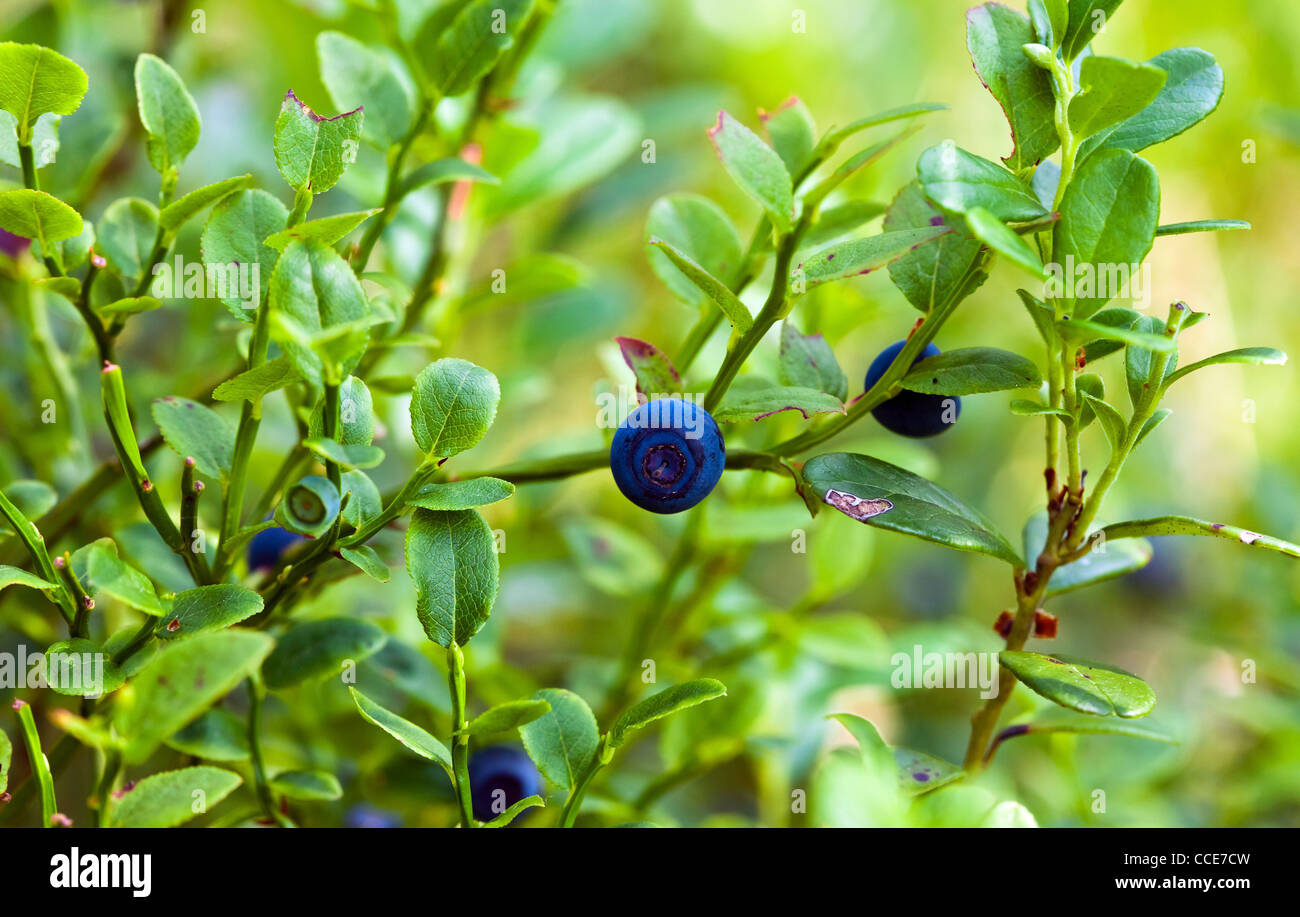 Bush of a ripe bilberry in the summer closeup Stock Photo - Alamy