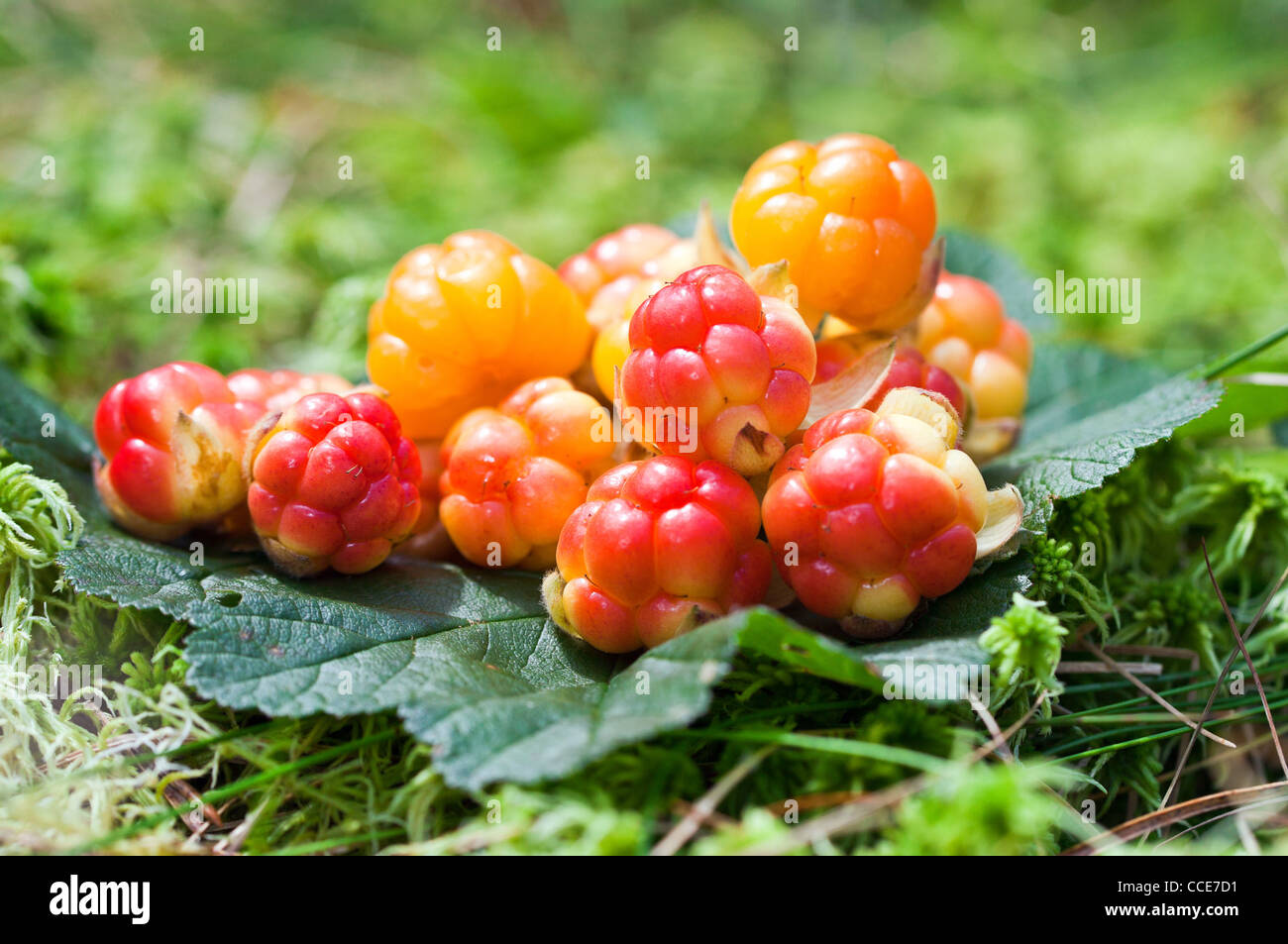 Cloudberries plant hi-res stock photography and images - Alamy