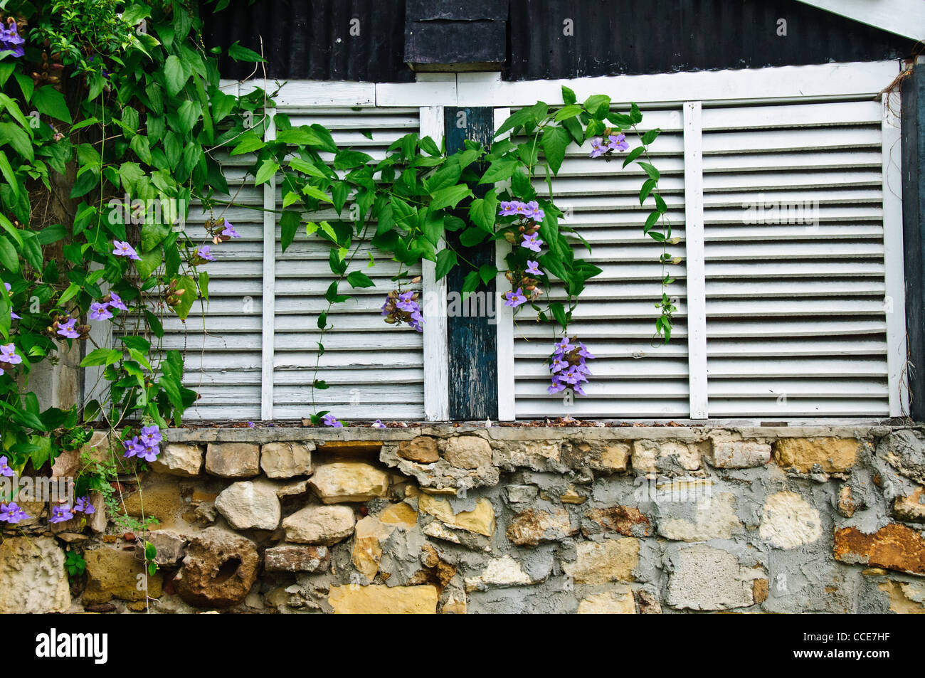 White louvered window, St. John's, Antigua Stock Photo - Alamy