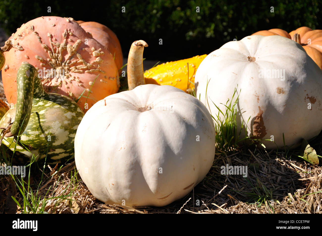 Cucurbita mixta hi-res stock photography and images - Alamy