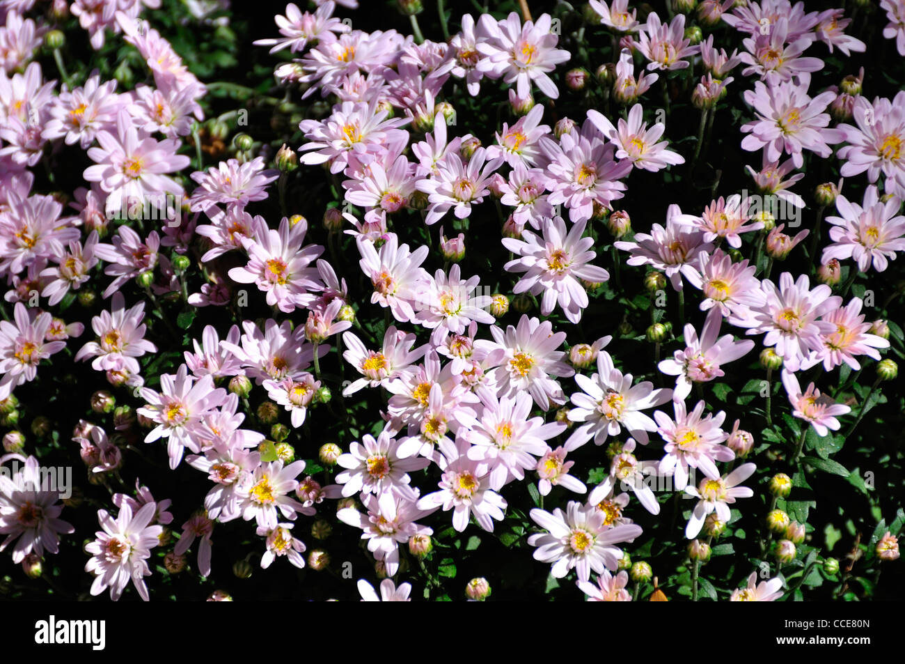 Flowers in park Stock Photo - Alamy