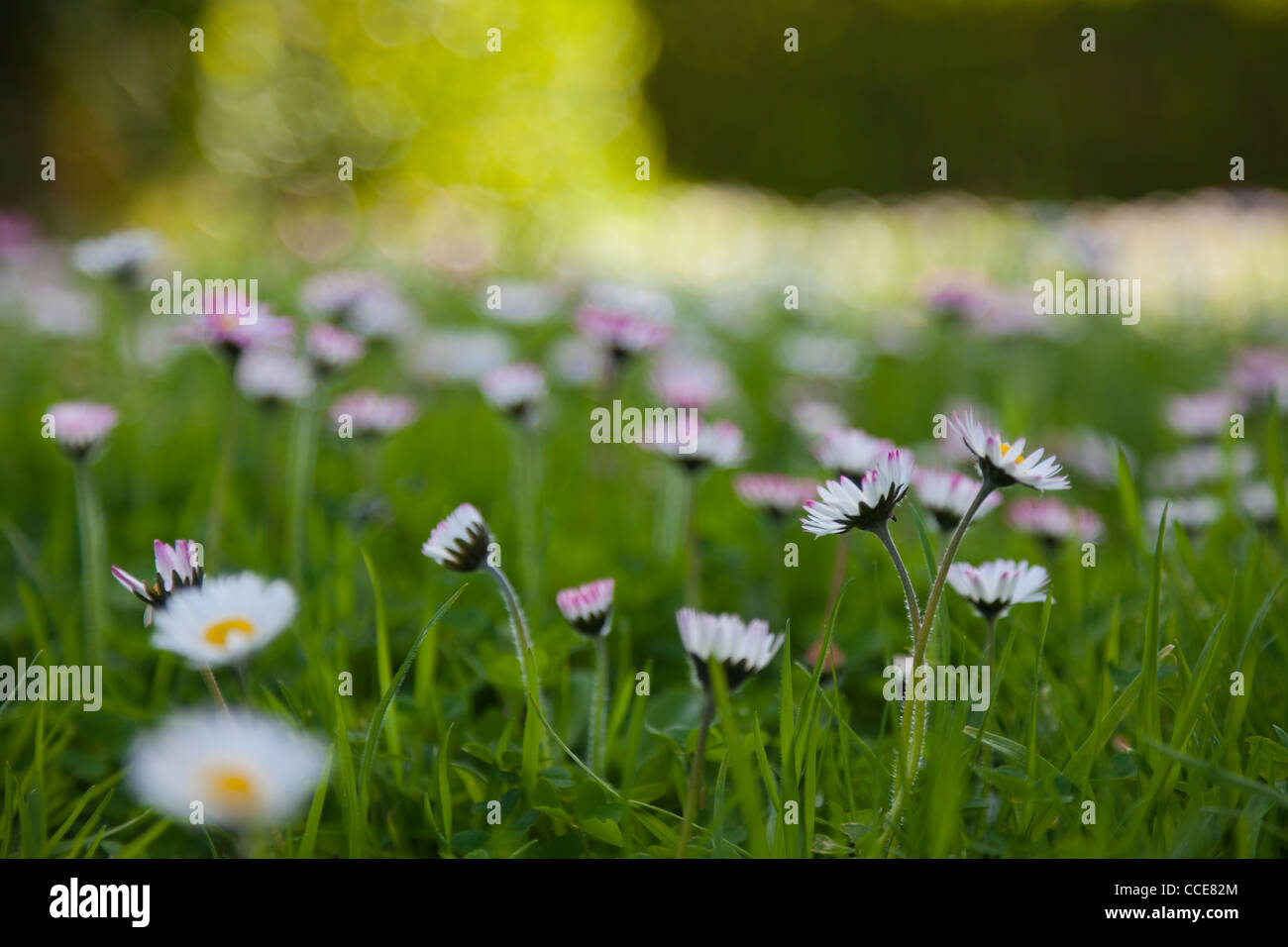 Grassy field of daises Stock Photo - Alamy