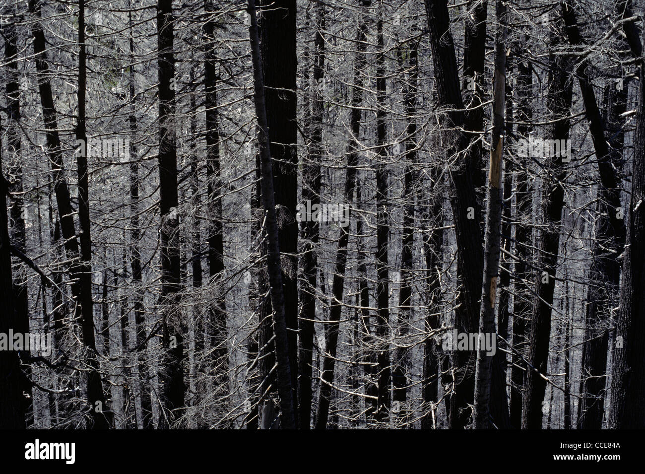 Dead trees after volcanic hi-res stock photography and images - Alamy