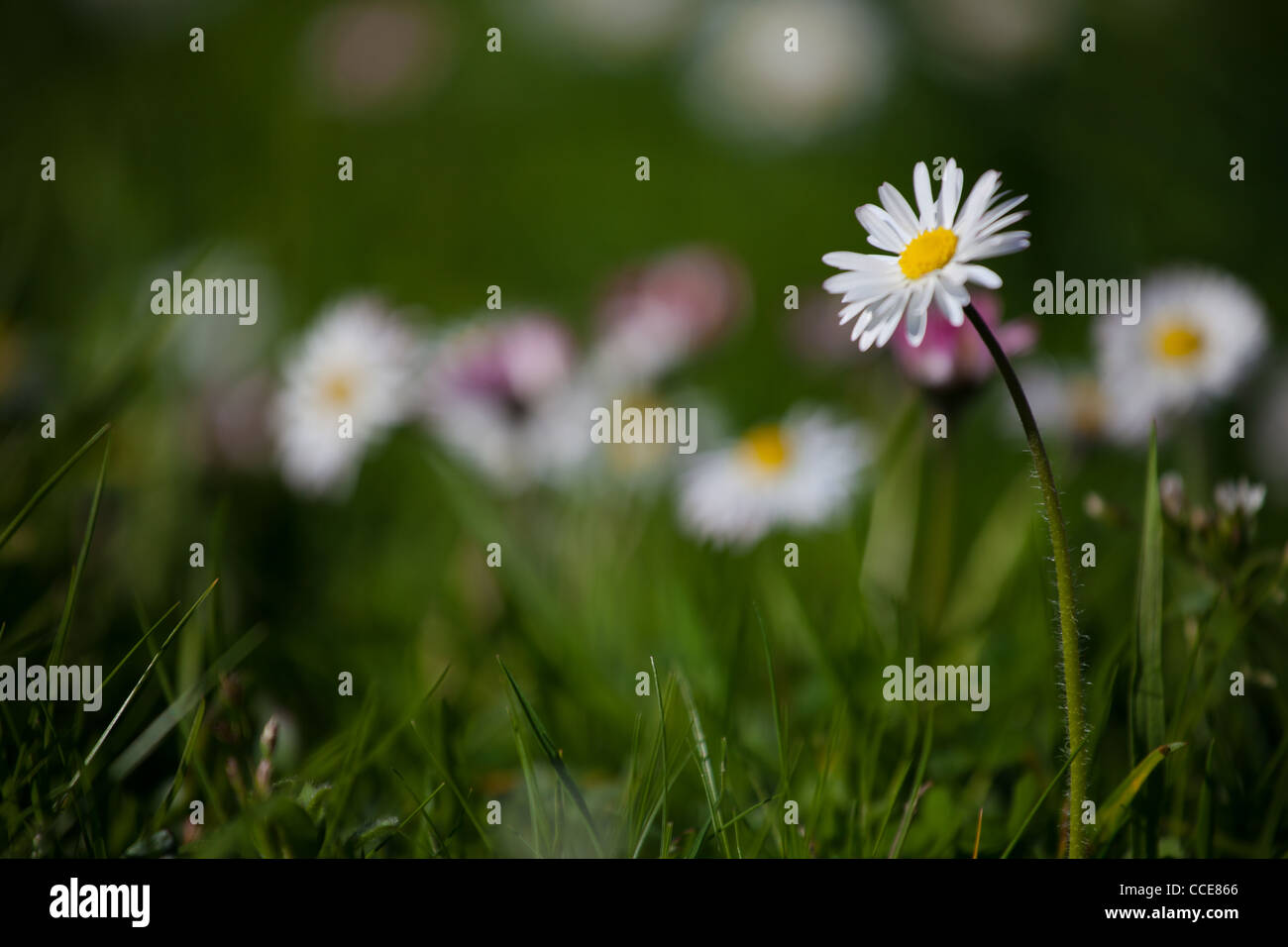 Single in focus daisy in a grassy field Stock Photo - Alamy