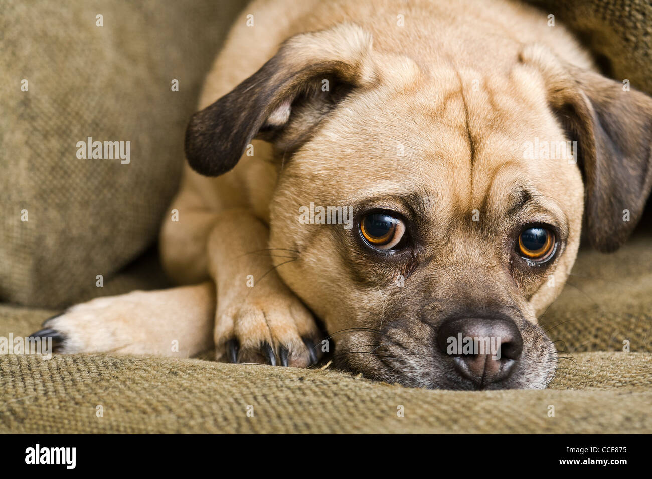 Relaxed Puppy