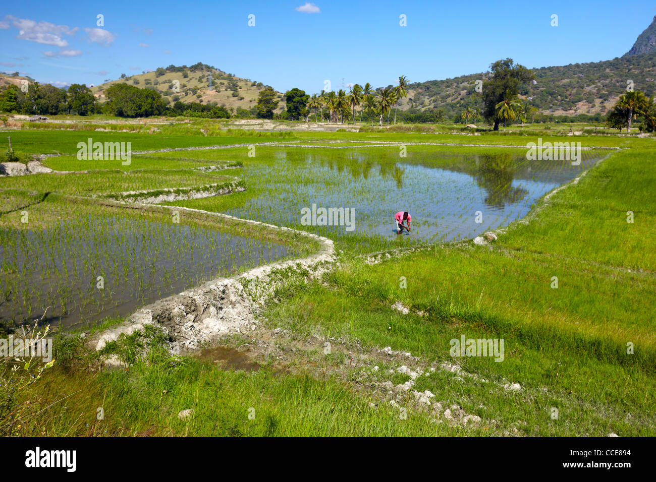 Rice field, Timor-Leste (East Timor), Asia Stock Photo - Alamy