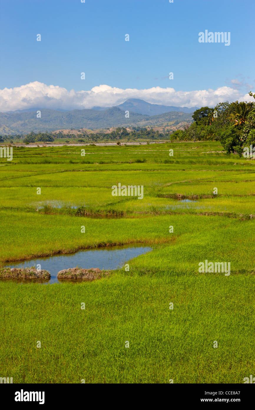 Rice field, Timor-Leste (East Timor), Asia Stock Photo - Alamy