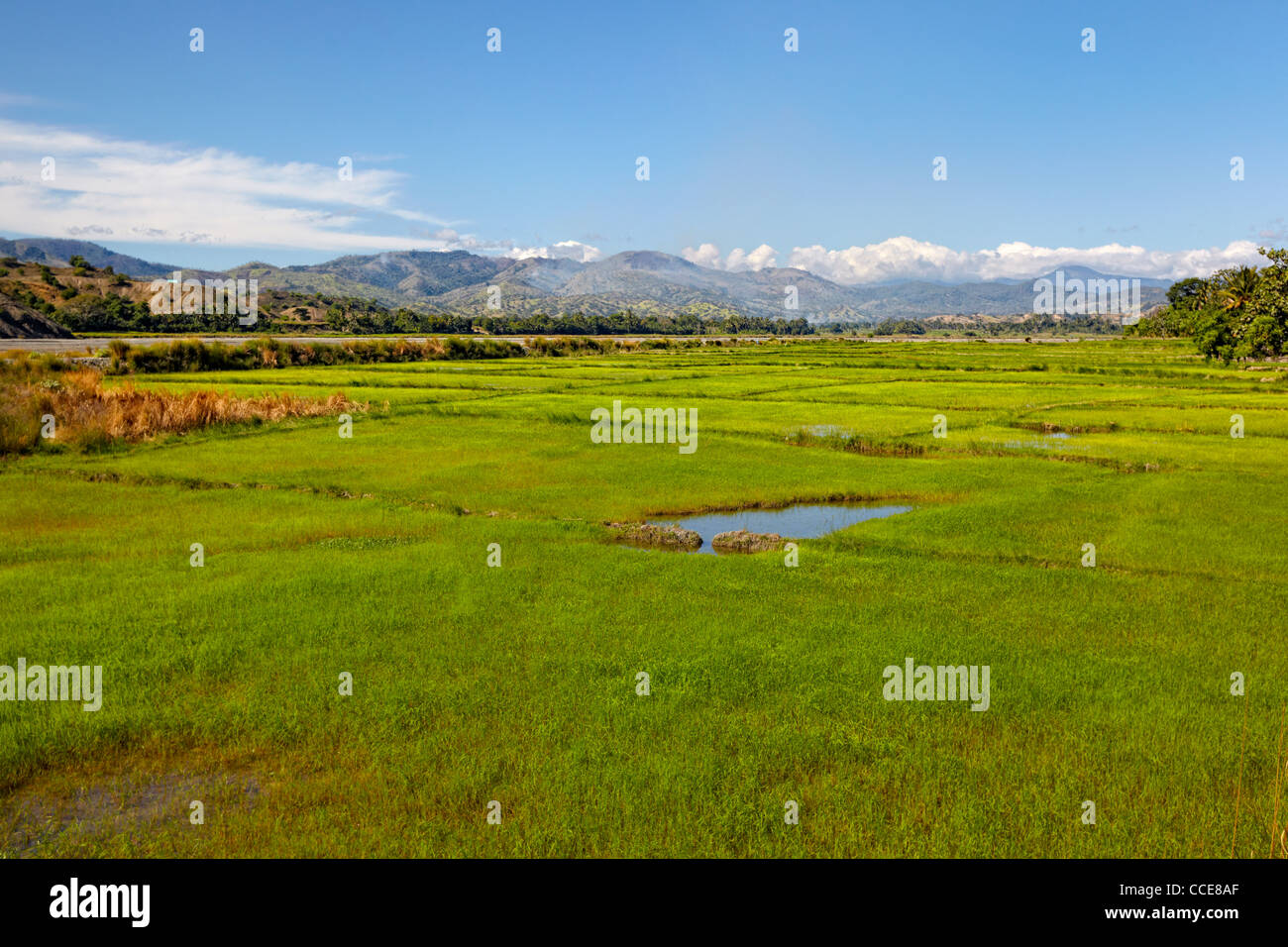Rice field, Timor-Leste (East Timor), Asia Stock Photo - Alamy