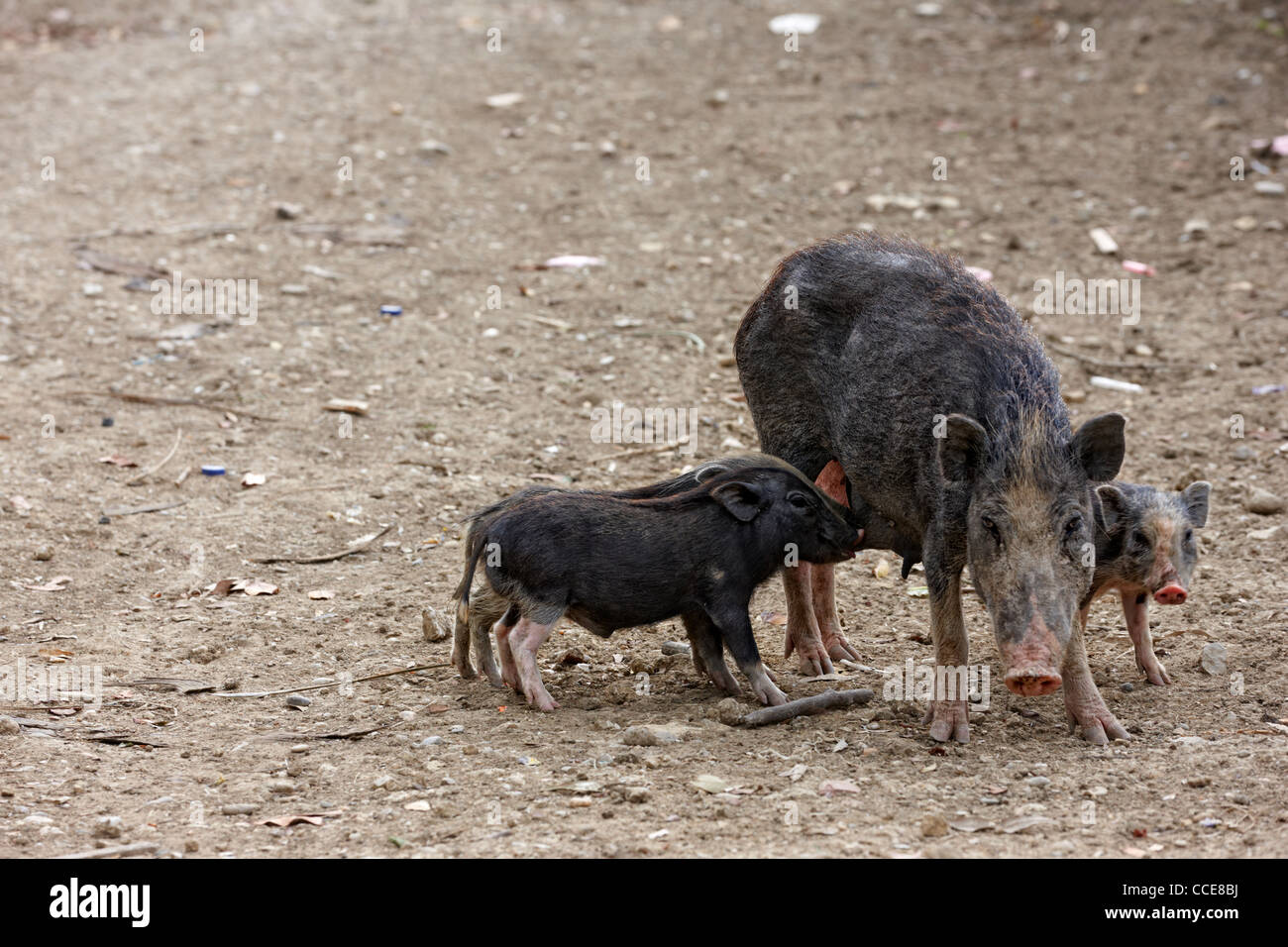 Mother with piglets hi-res stock photography and images - Alamy