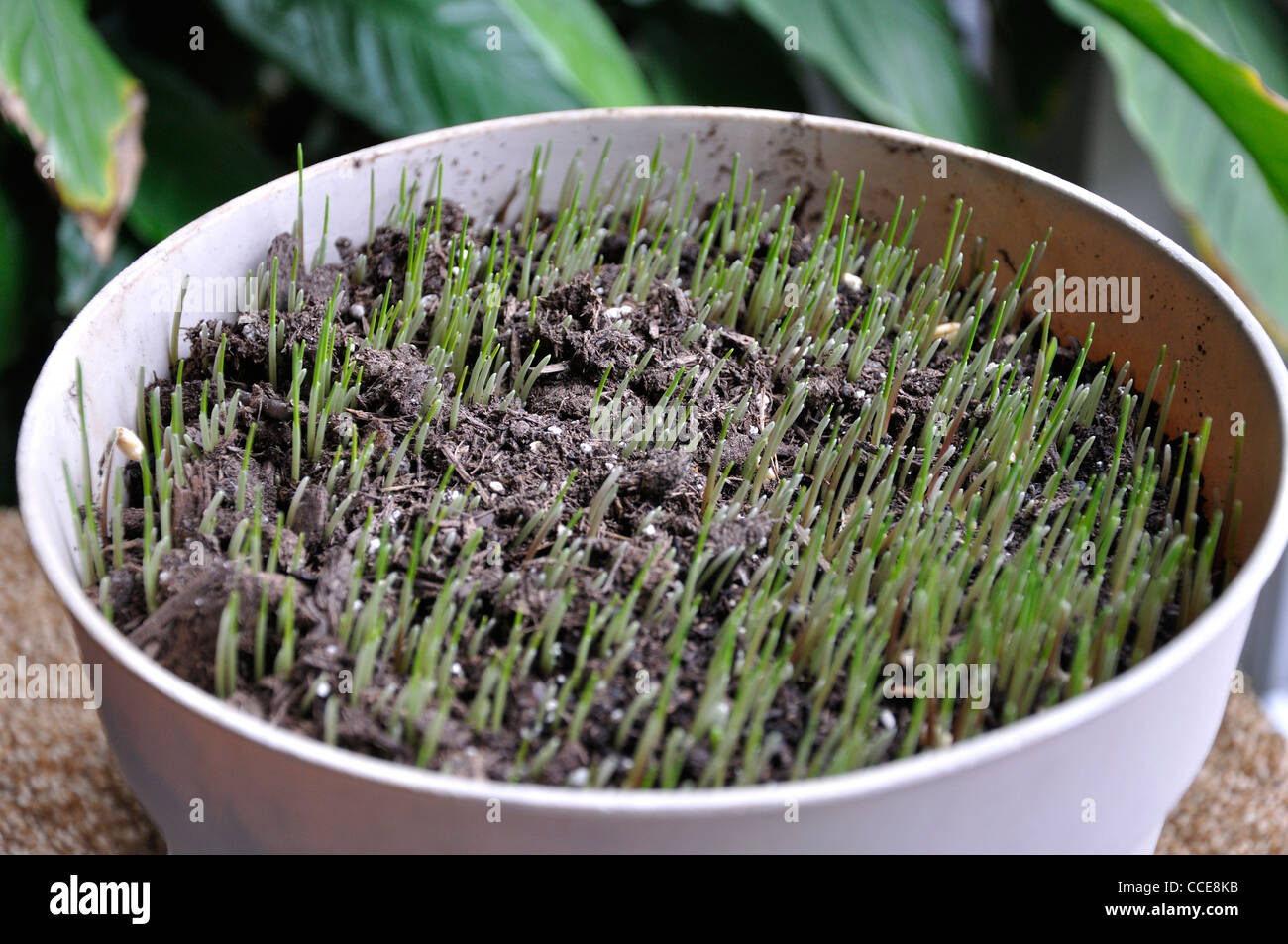 Sprouts sprout sprouting barley pot grains grain potted hi-res stock ...