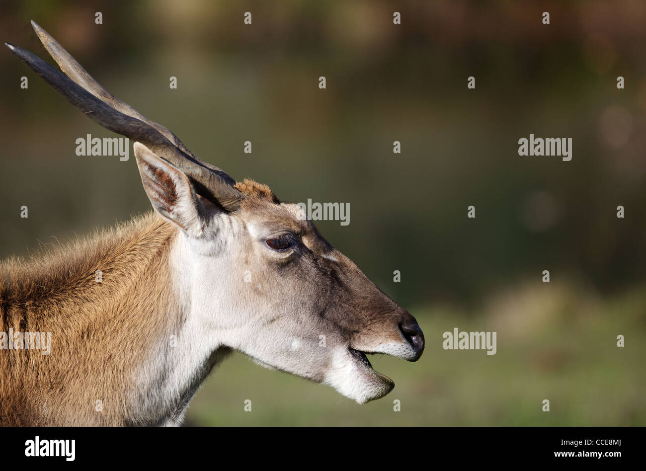Horned head of an adult black buck antelope Stock Photo - Alamy