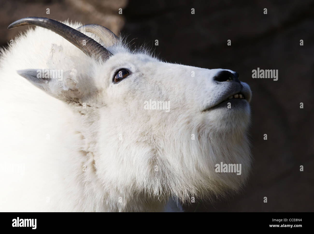 White Mountain Goat head with eyes looking up Stock Photo - Alamy