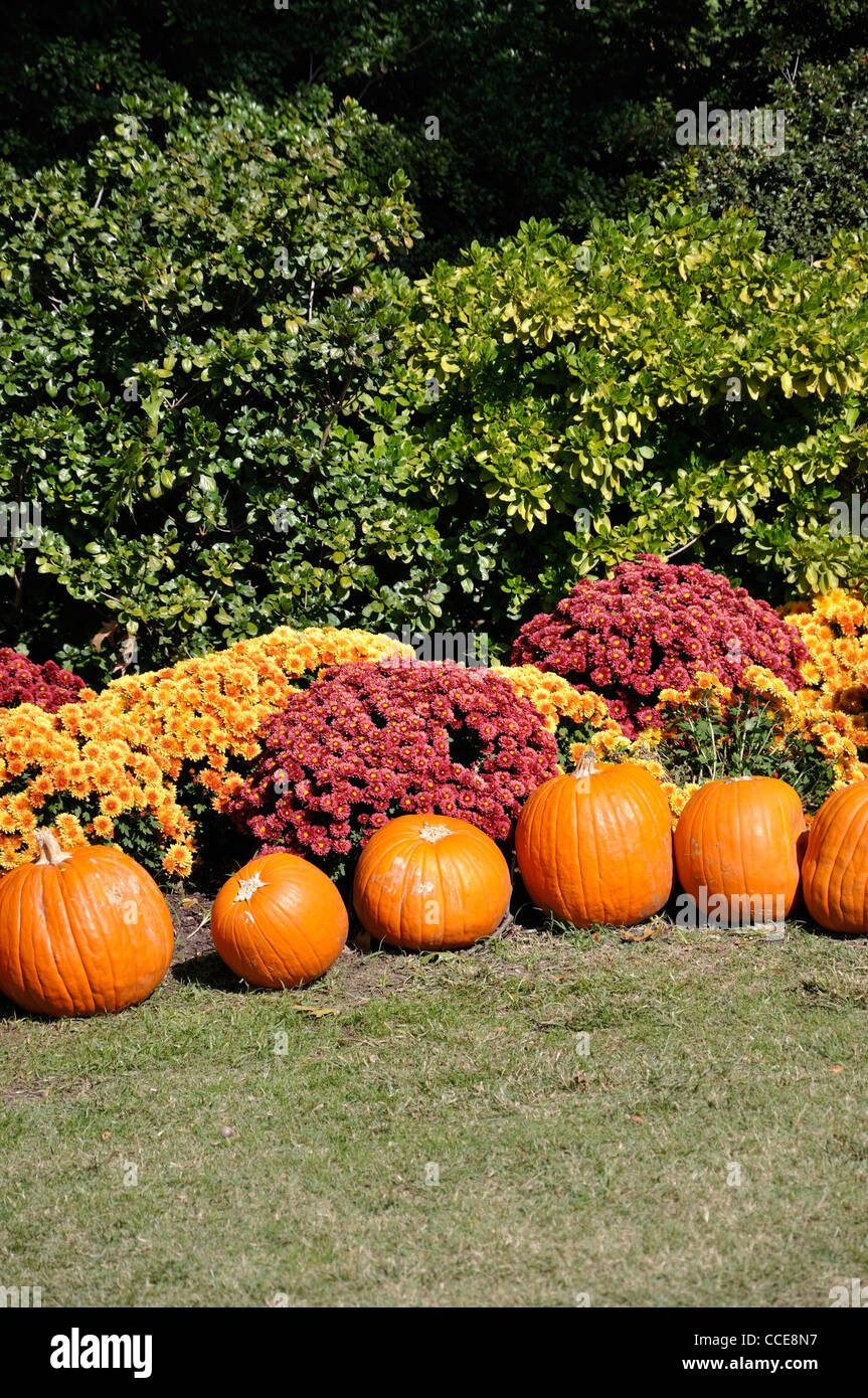 Cucurbita mixta hi-res stock photography and images - Alamy