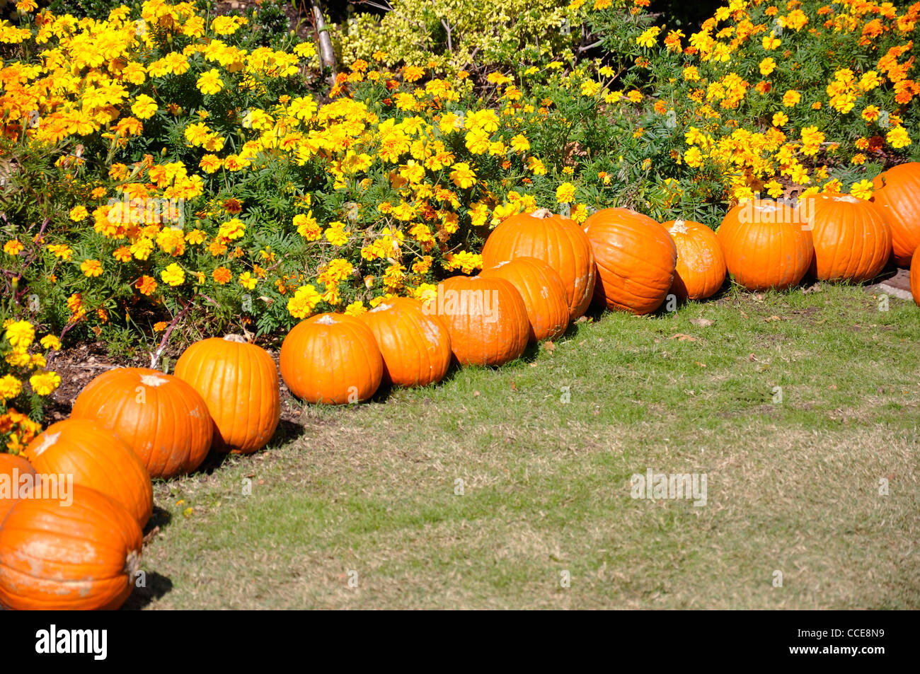Cucurbita mixta hi-res stock photography and images - Alamy