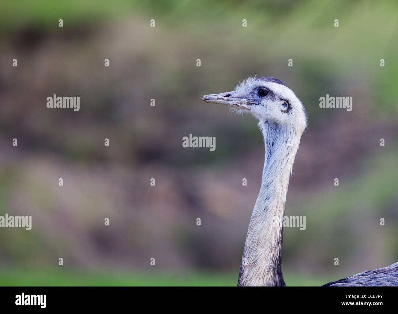 Emu head and neck with very soft focus background Stock Photo - Alamy