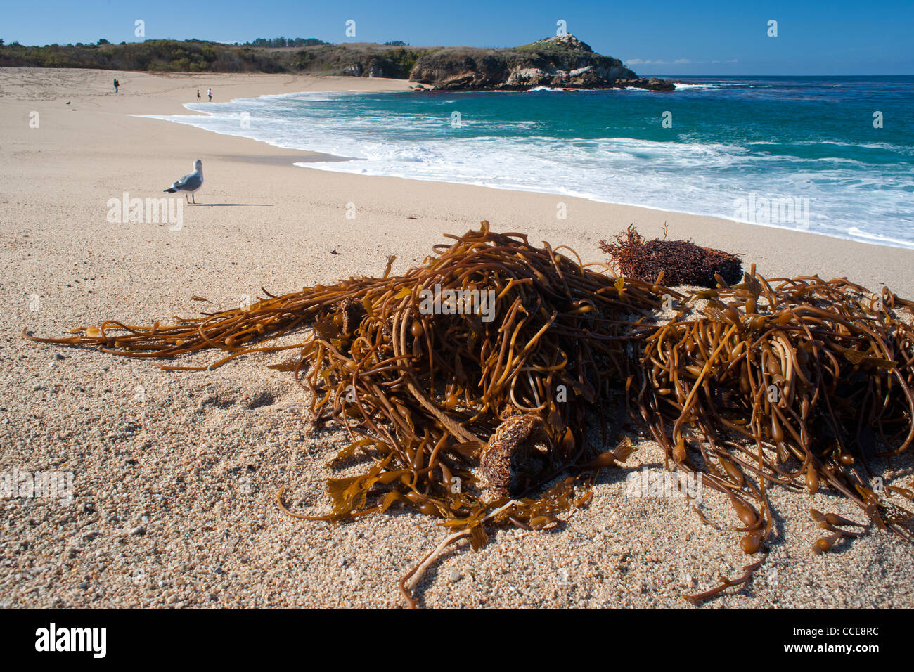 Big Sur Beach, California, USA Stock Photo - Alamy