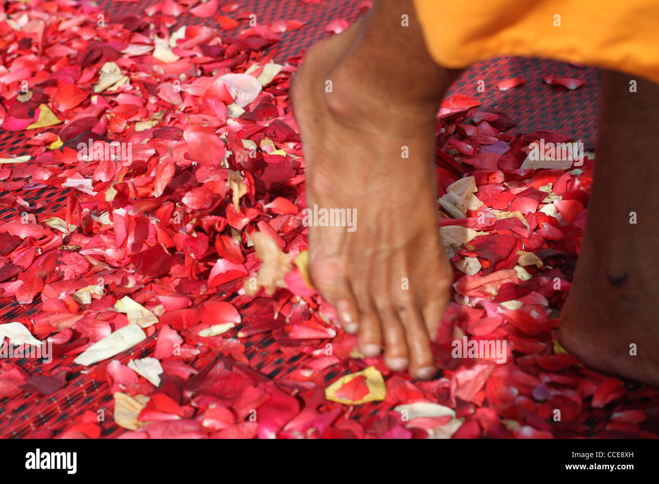 A Thai Buddhist monk walks through rose petals scattered by devotees as ...