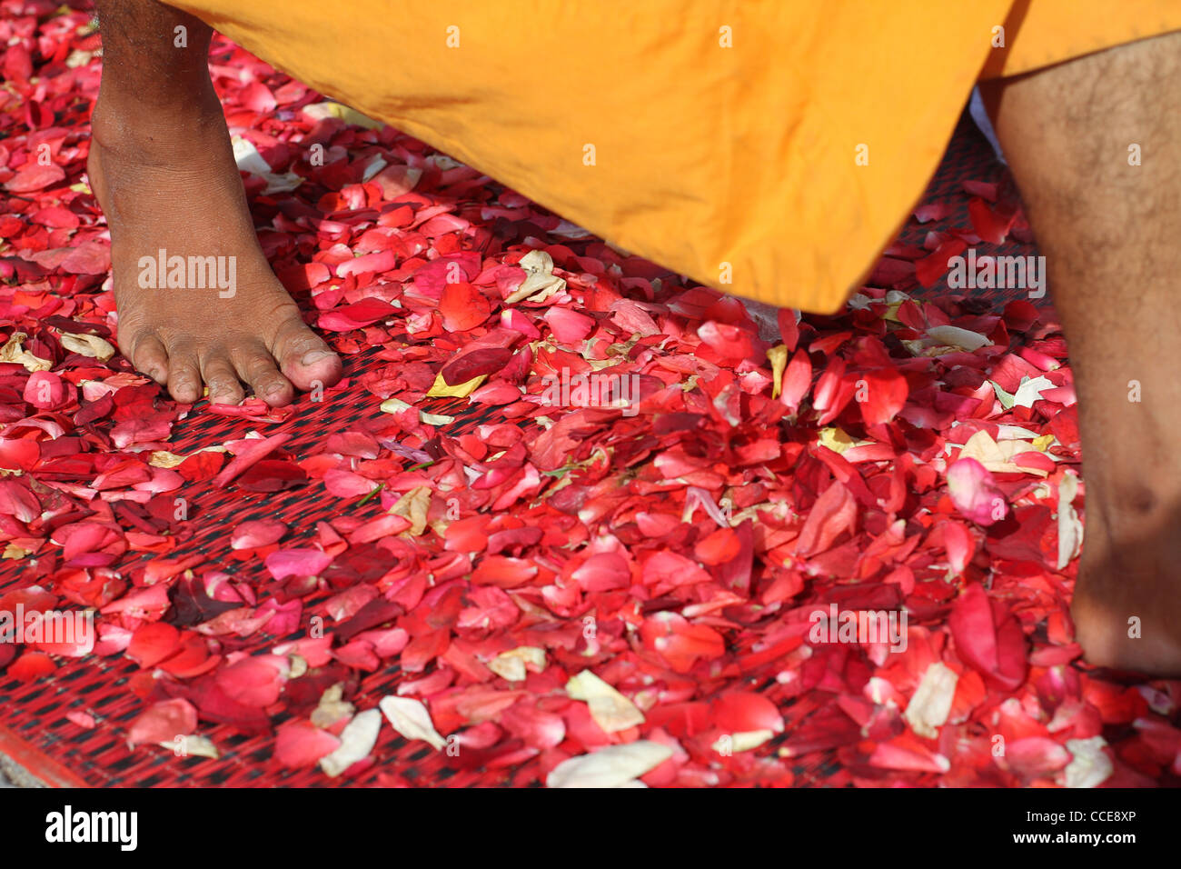 A Thai Buddhist monk walks through rose petals scattered by devotees as ...