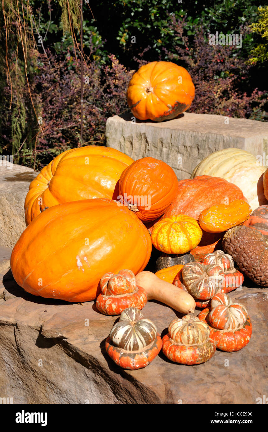 Cucurbita mixta hi-res stock photography and images - Alamy