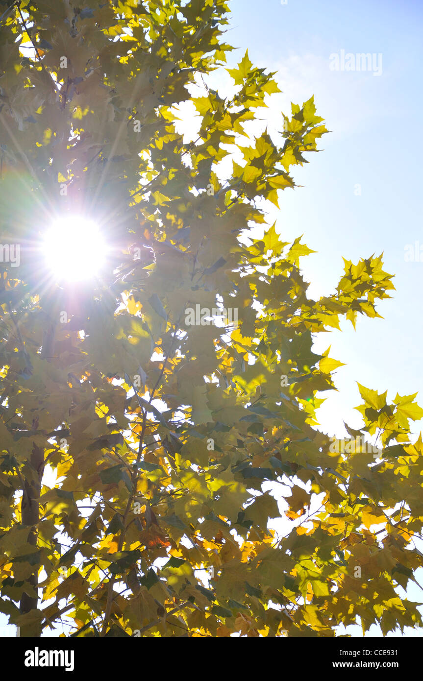 Sun and tree Stock Photo - Alamy
