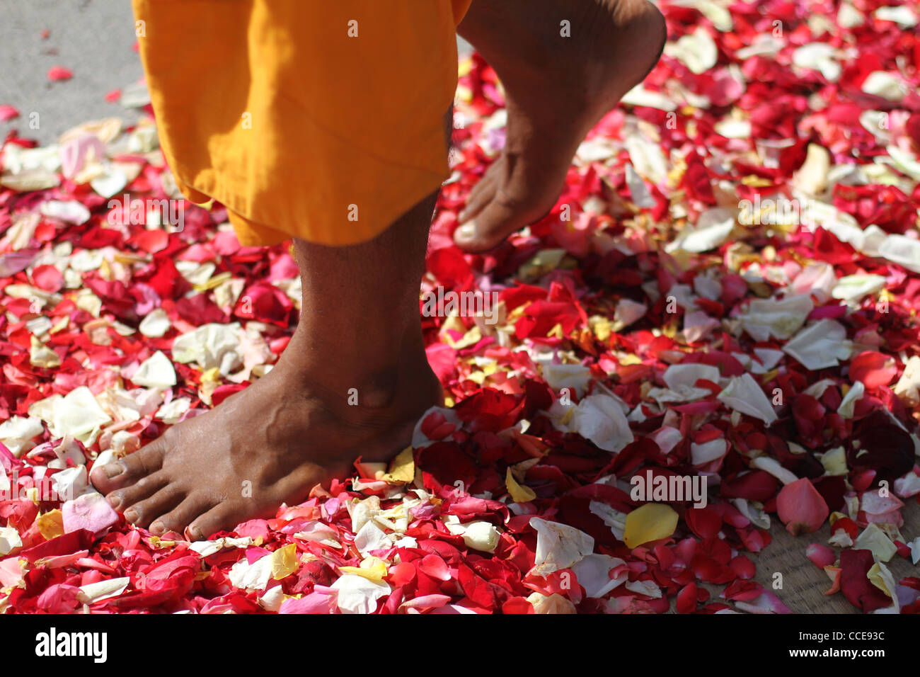 A Thai Buddhist monk walks through rose petals scattered by devotees as ...