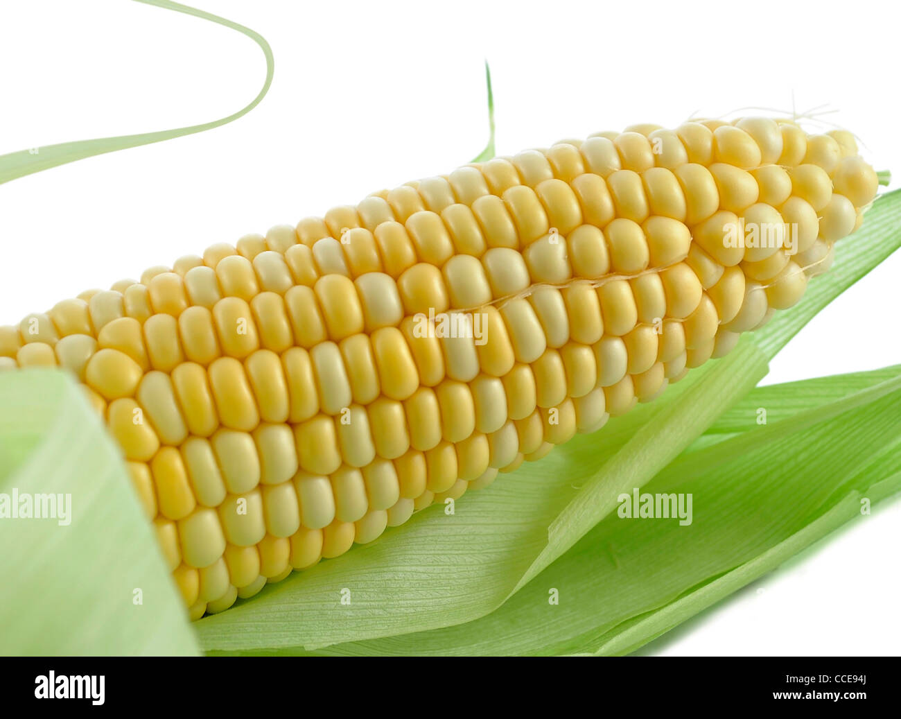 raw corn cob on white background, close up Stock Photo - Alamy