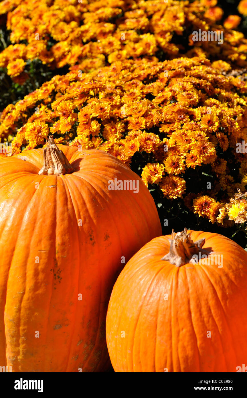 Cucurbita mixta hi-res stock photography and images - Alamy