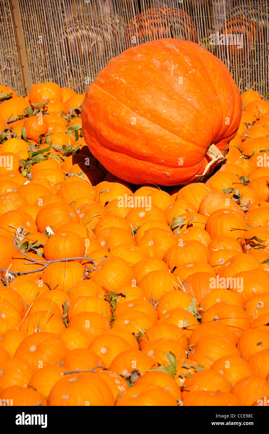 Cucurbita mixta hi-res stock photography and images - Alamy