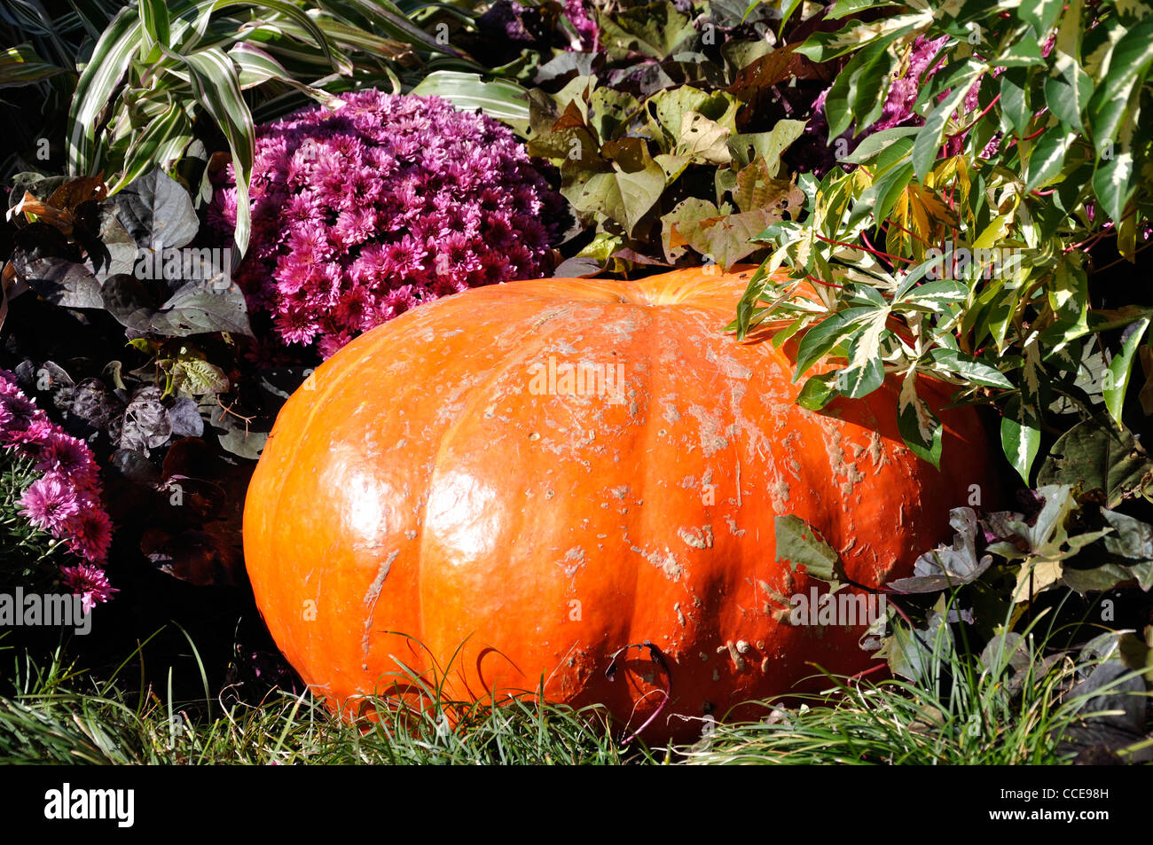 Cucurbita mixta hi-res stock photography and images - Alamy