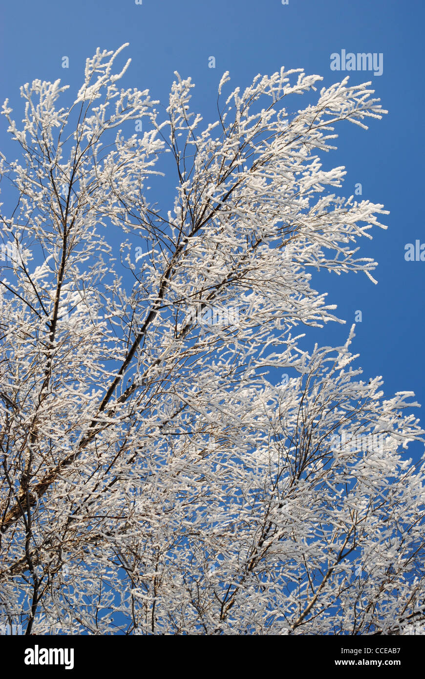 the tree in the frost Stock Photo - Alamy