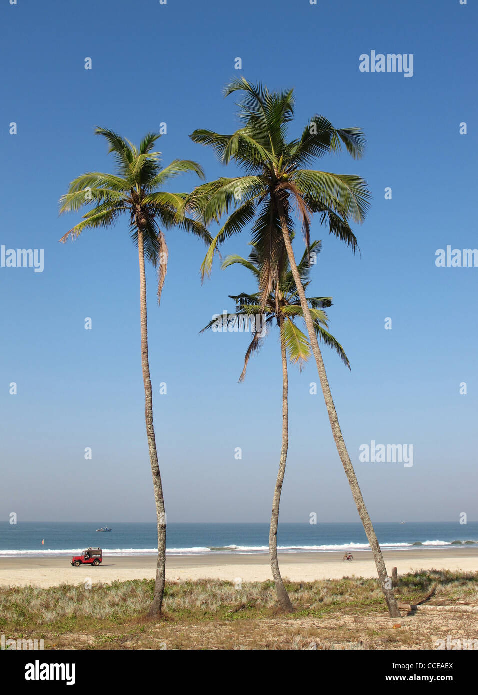 Coco palms hi-res stock photography and images - Alamy