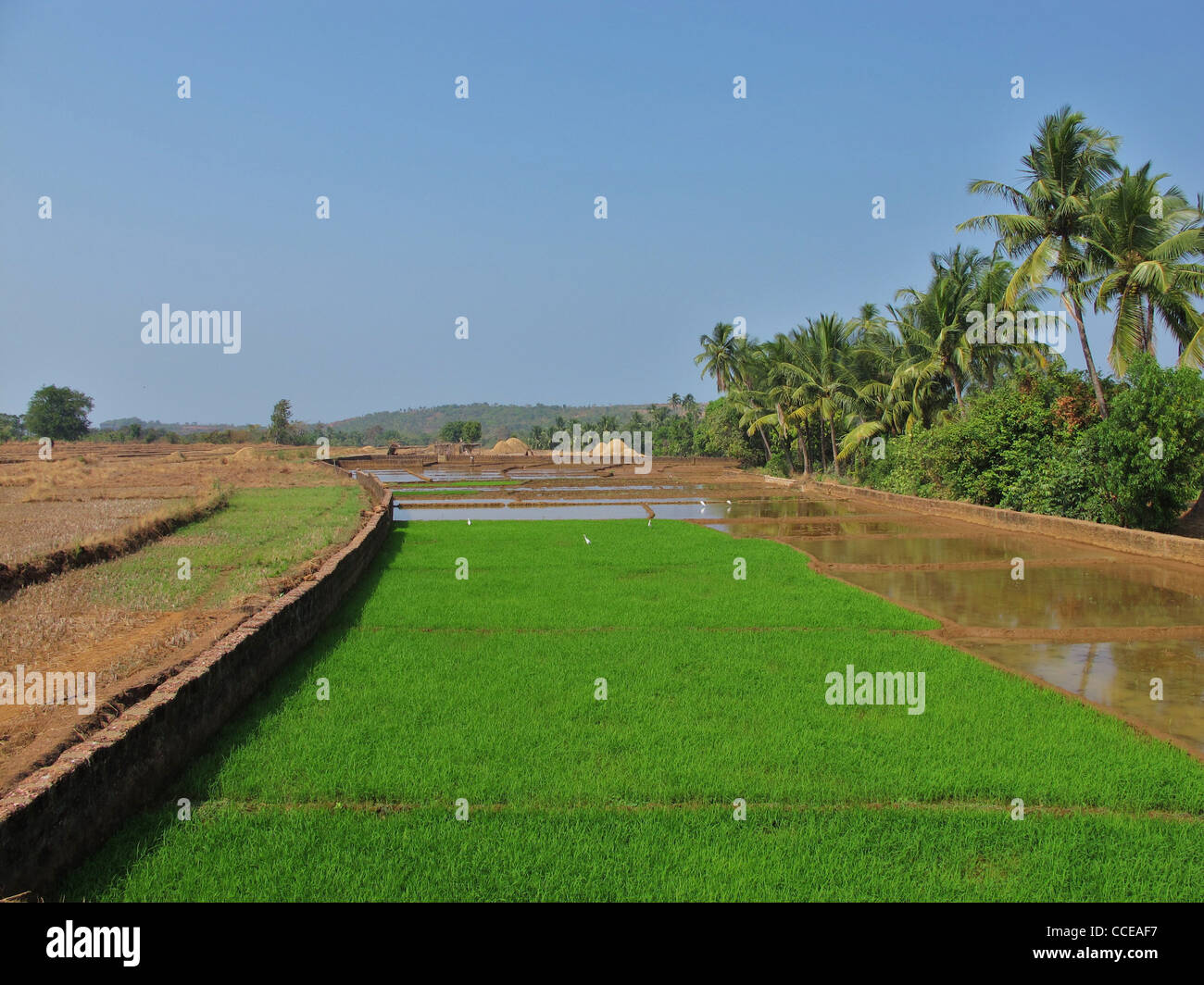 Rice fields in Goa Stock Photo - Alamy