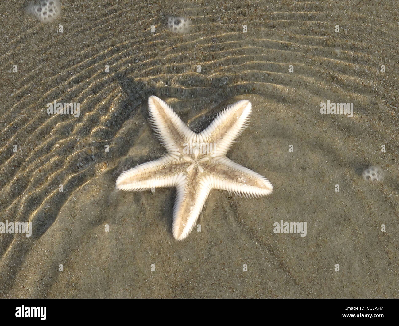 White starfish at the beach Stock Photo - Alamy