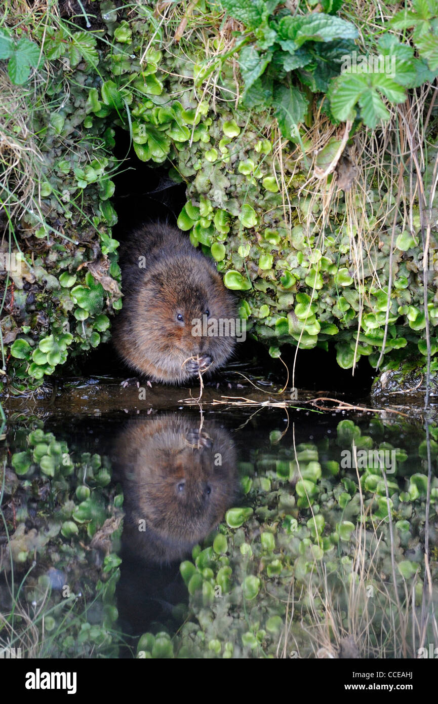 Water vole (Arvicola amphibius Stock Photo - Alamy