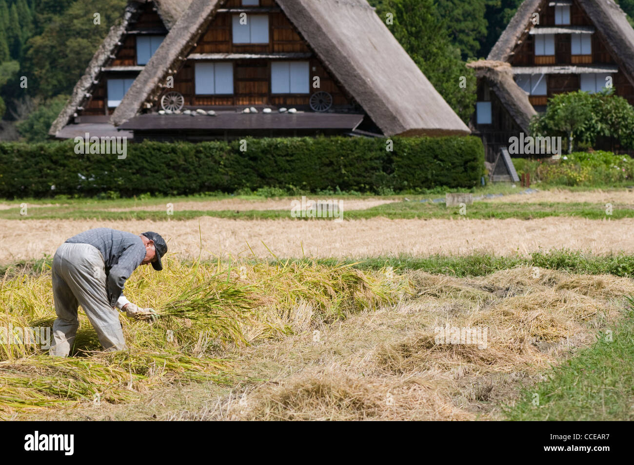 A Japanese farmer harvesting rice in front of thatched roof buildings ...