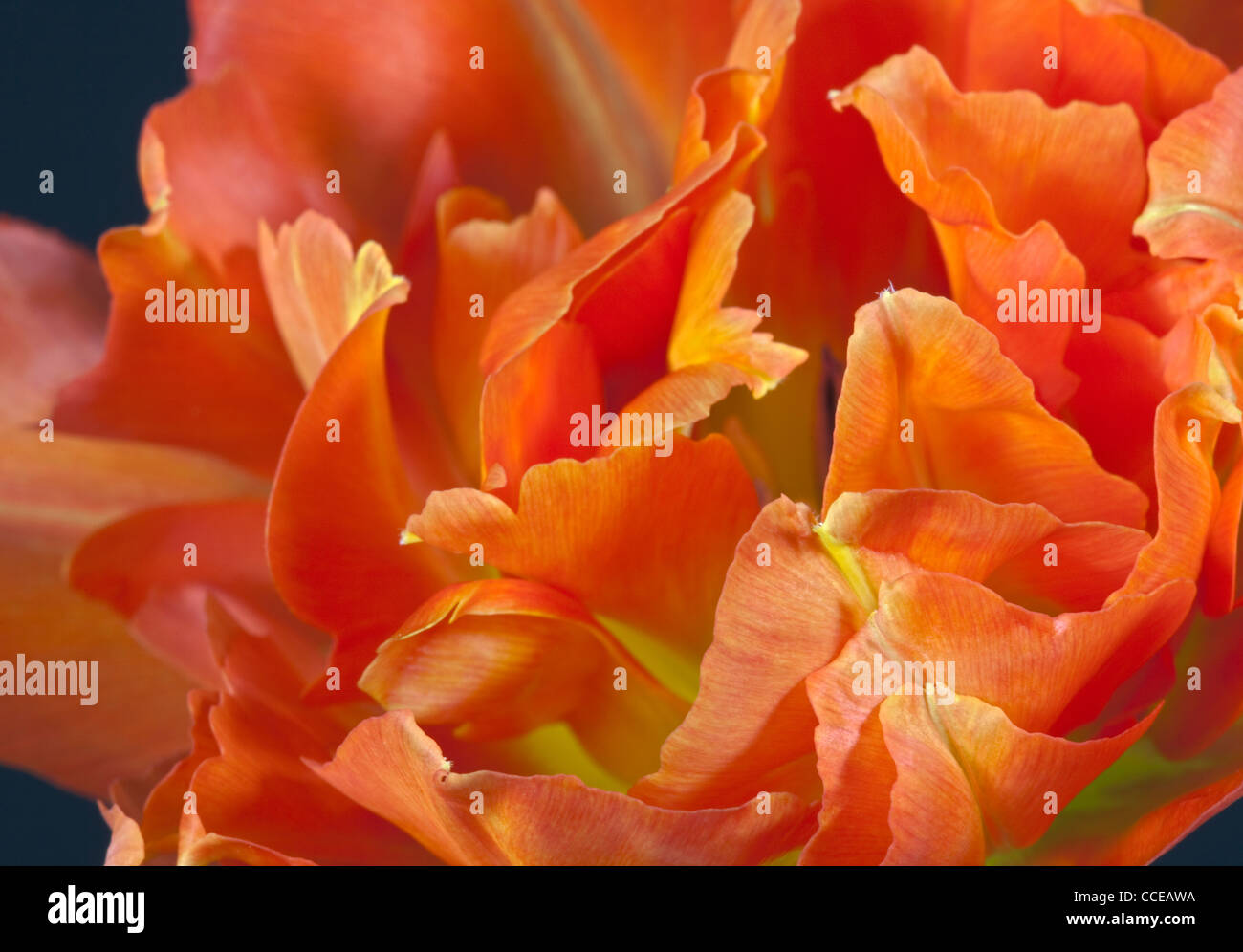 Orange/Red Parrot Tulip Stock Photo - Alamy