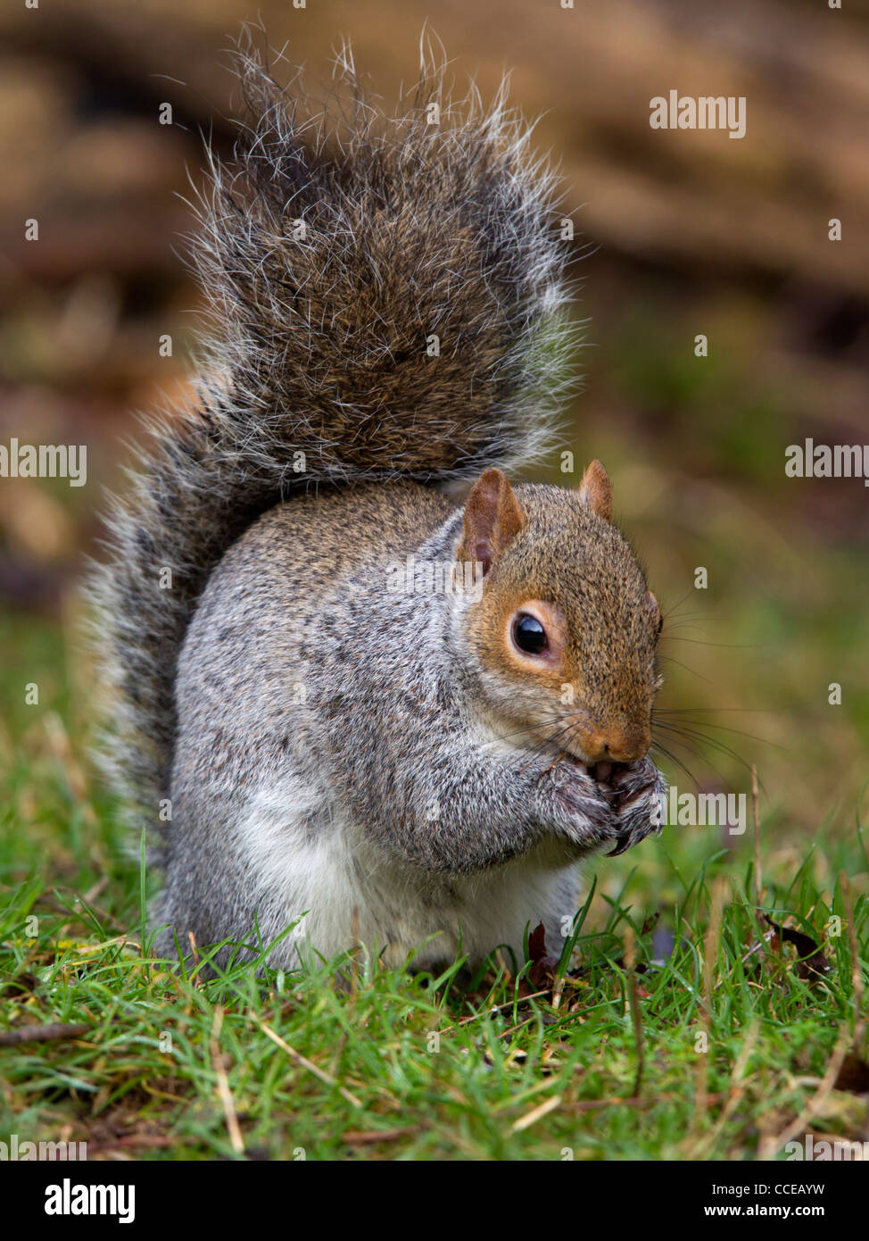 Grey squirrel eating nut Stock Photo - Alamy