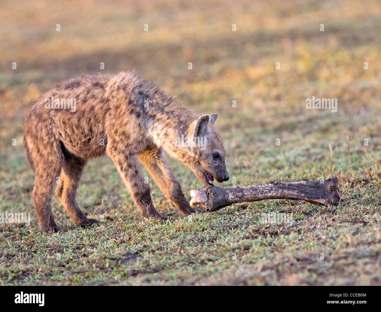 Spotted hyena with bone Stock Photo - Alamy