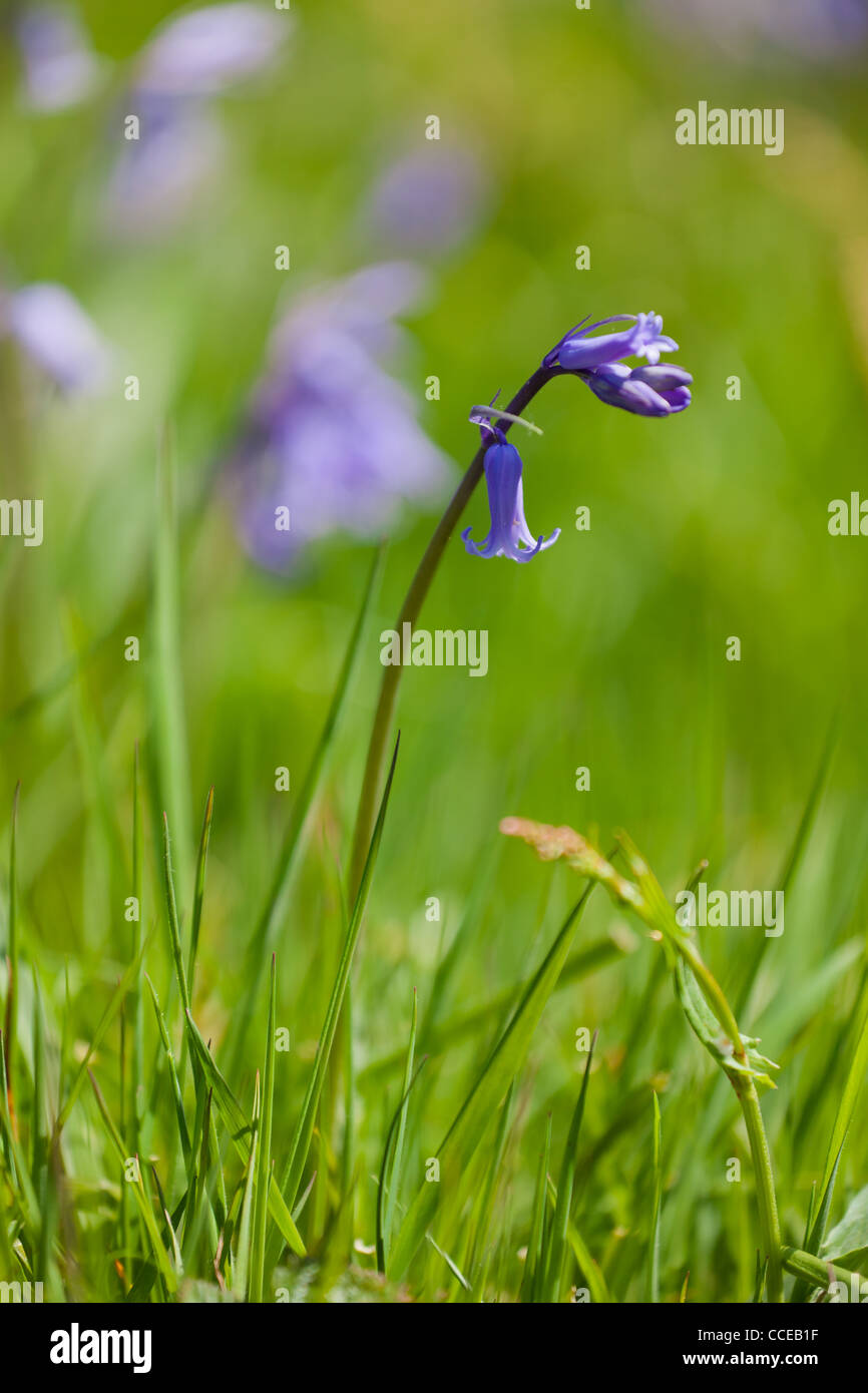 Bluebells in a grassy meadow Stock Photo - Alamy